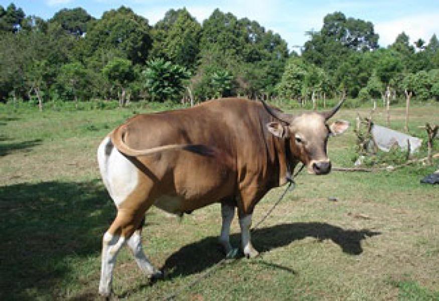 Penyakit Khas Sapi Bali dan Kiat Pencegahannya